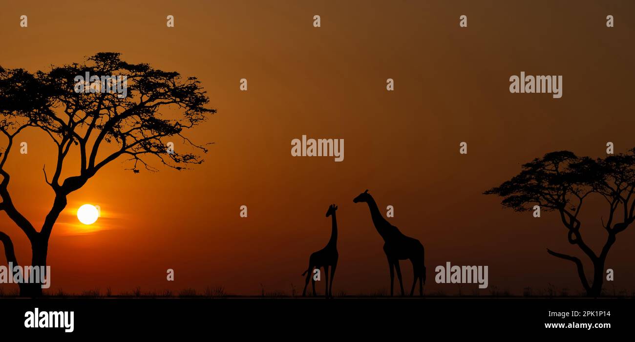 Silhouettes of african wild animals at sunset. Evening in African ...