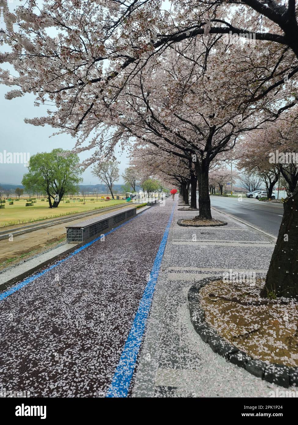 05th Apr, 2023. Fallen cherry blossoms Fallen cherry blossoms litter a ...