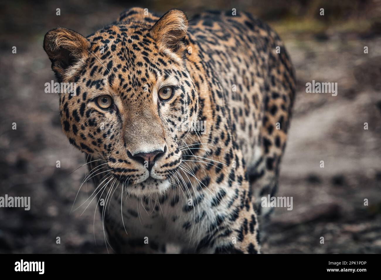 Persian leopard, Panthera pardus saxicolor Stock Photo - Alamy