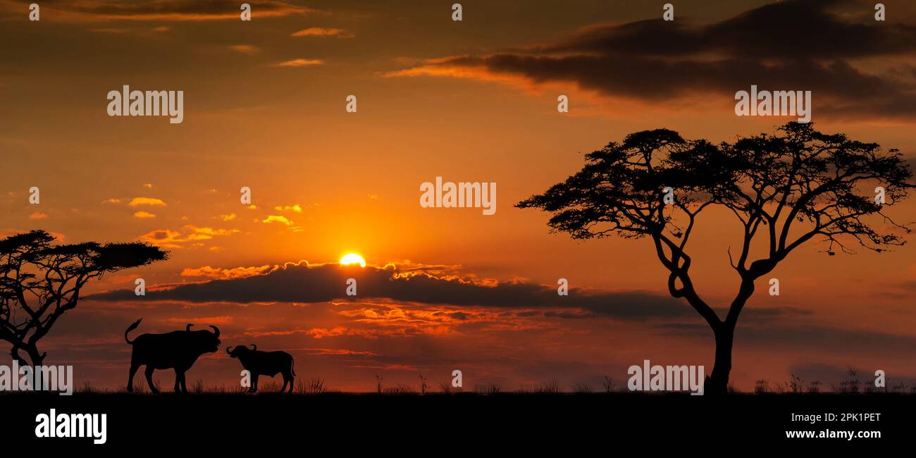 Silhouettes of african wild animals at sunset. Evening in African ...