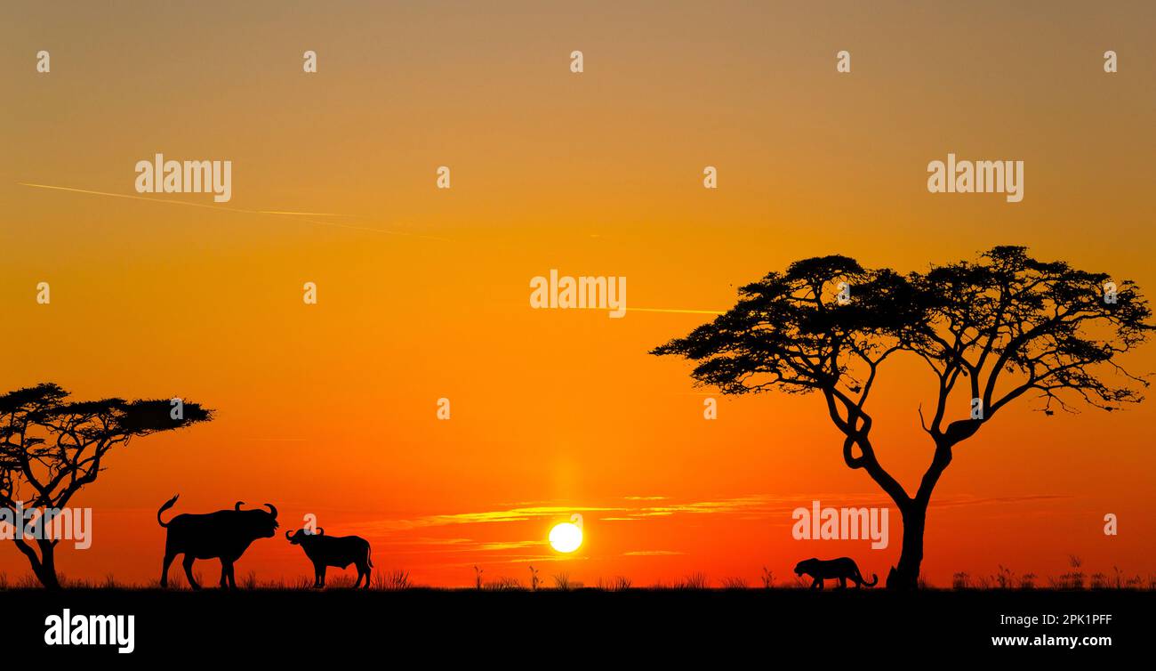 Silhouettes of african wild animals at sunset. Evening in African ...