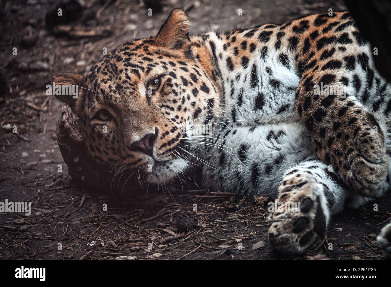 Persian leopard, Panthera pardus saxicolor Stock Photo - Alamy