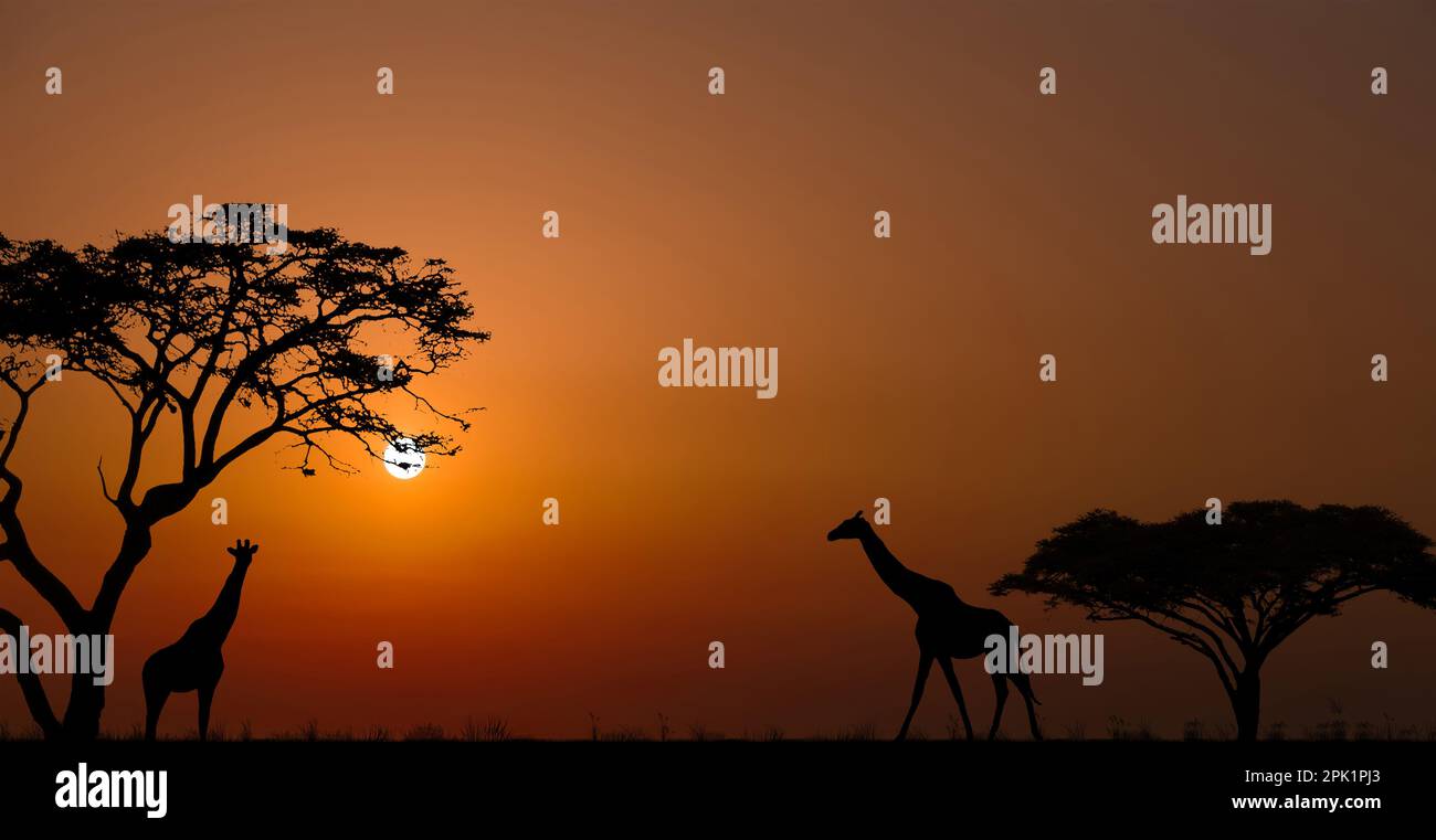 African Landscape Sunset With Animals