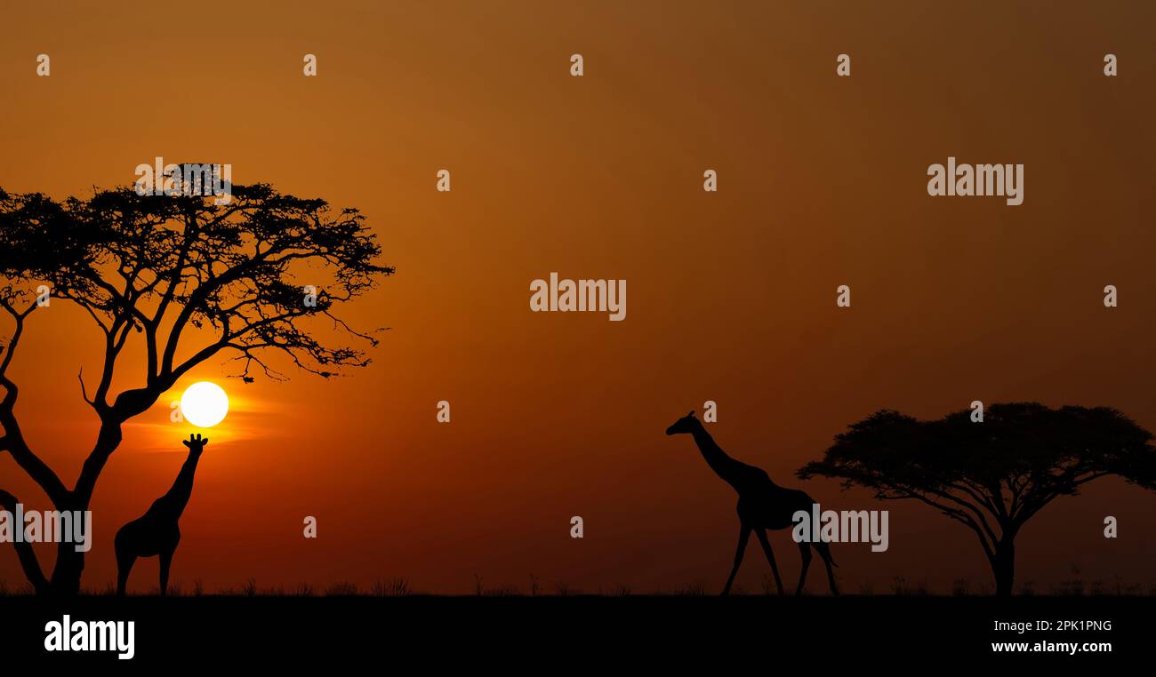 Silhouettes of african wild animals at sunset. Evening in African ...