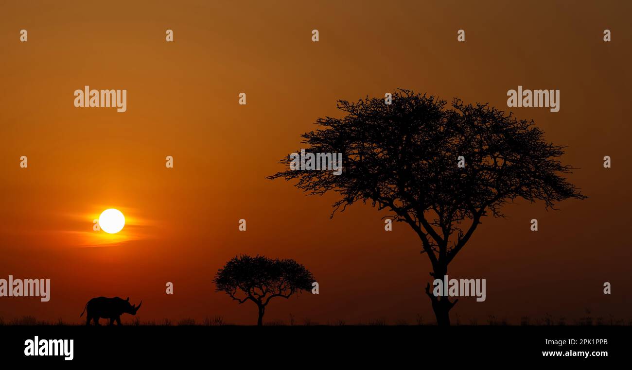 Silhouettes of african wild animals at sunset. Evening in African ...