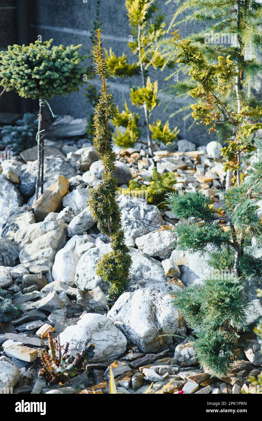 evergreen plantings in the garden center. landscaping Stock Photo - Alamy