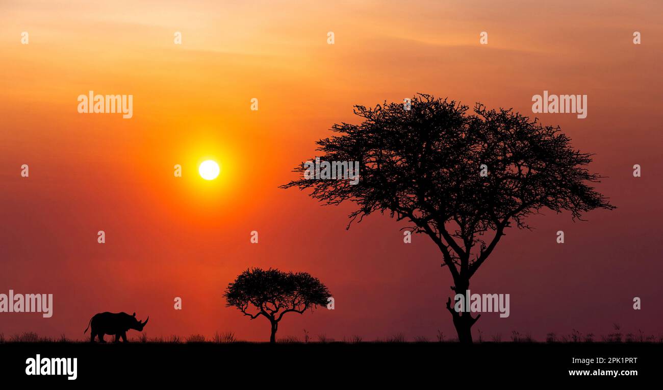 Silhouettes of african wild animals at sunset. Evening in African ...