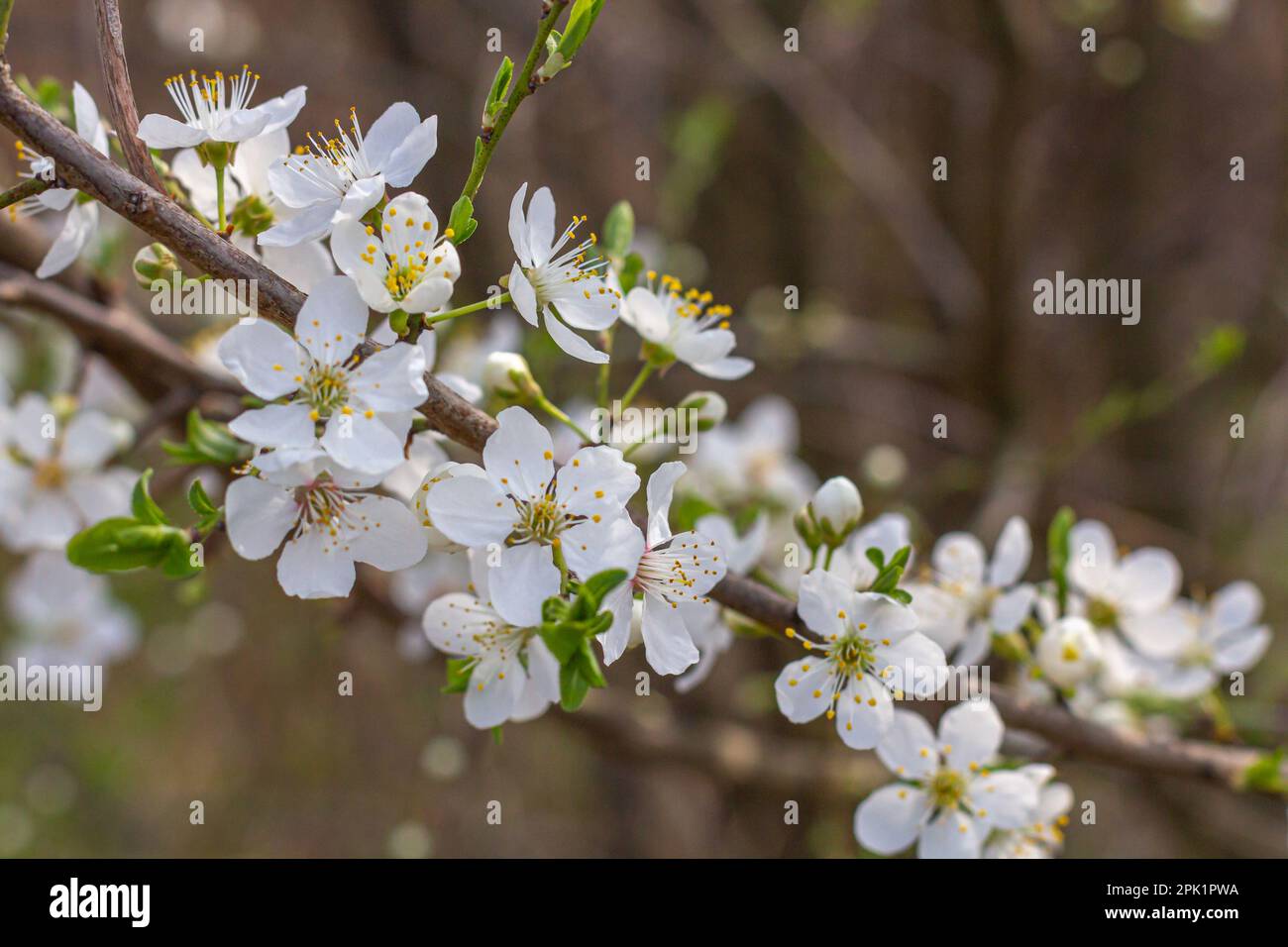 White beautiful flowers the fruit tree, spring garden with flowering ...