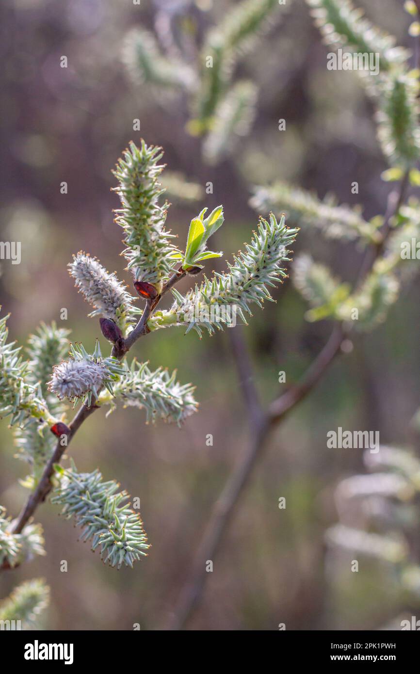 Willow (Salix caprea) branch with coats, fluffy willow flowers. Easter ...