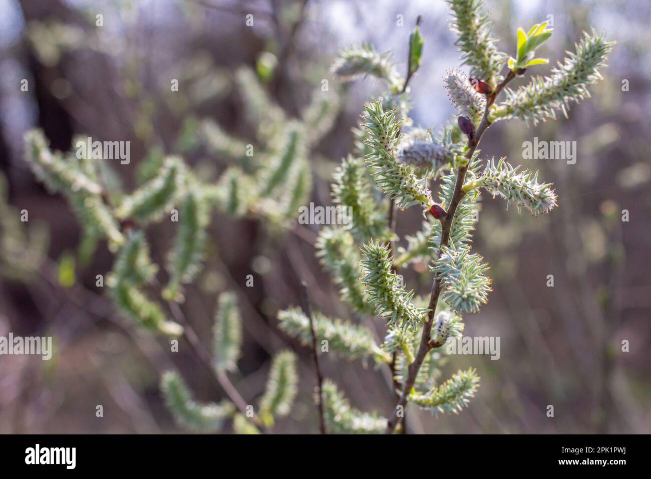 Willow (Salix caprea) branch with coats, fluffy willow flowers. Easter ...