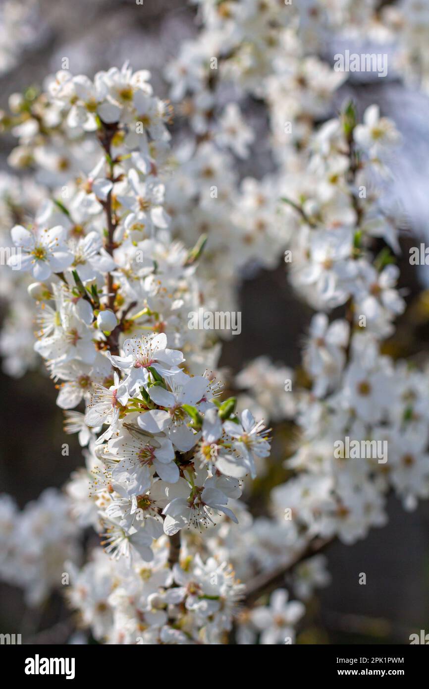 White beautiful flowers the fruit tree, spring garden with flowering ...