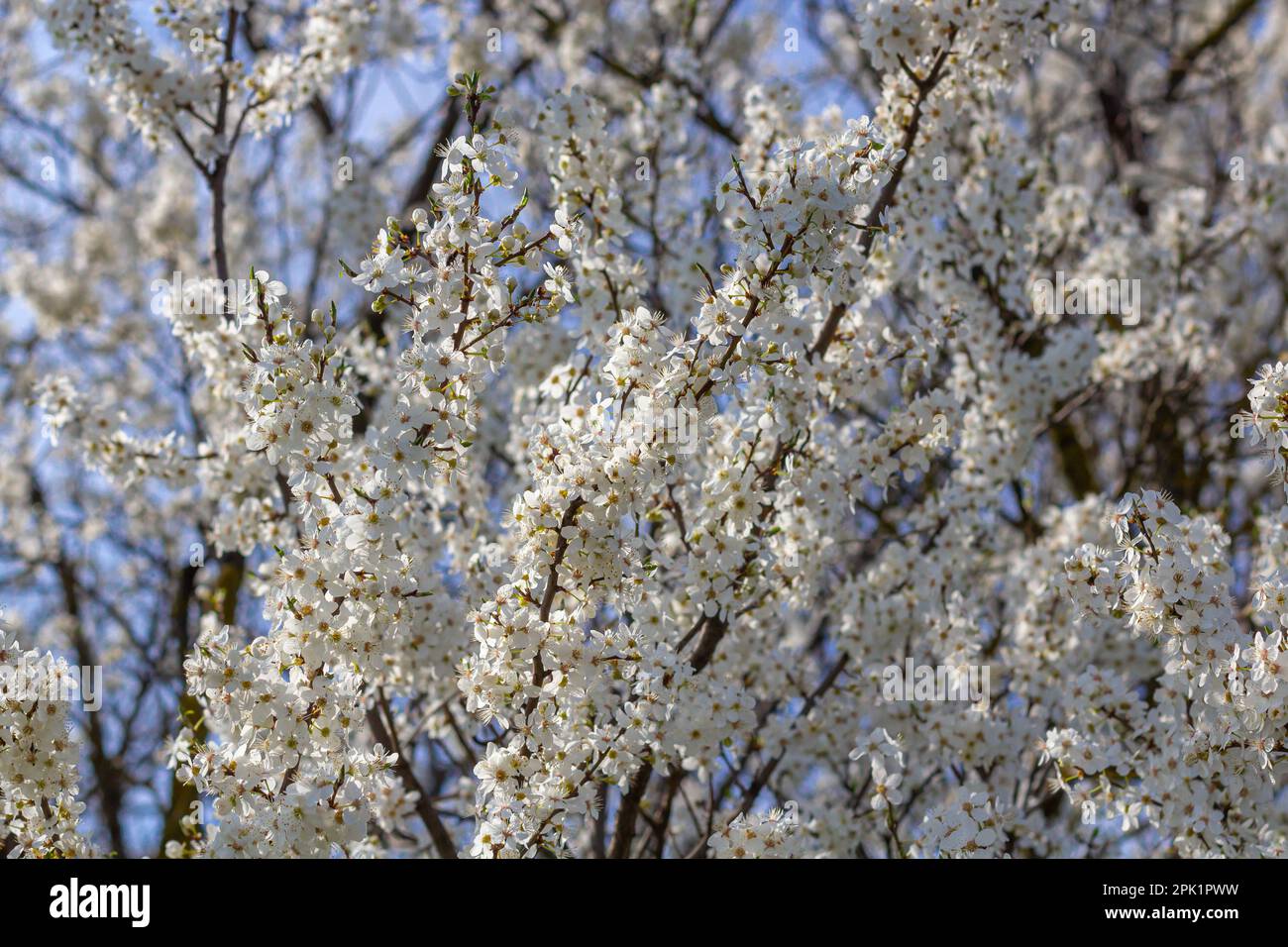 White beautiful flowers the fruit tree, spring garden with flowering ...