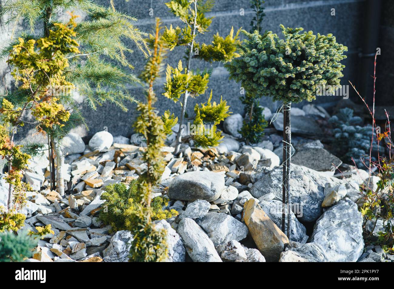 evergreen plantings in the garden center. landscaping Stock Photo - Alamy