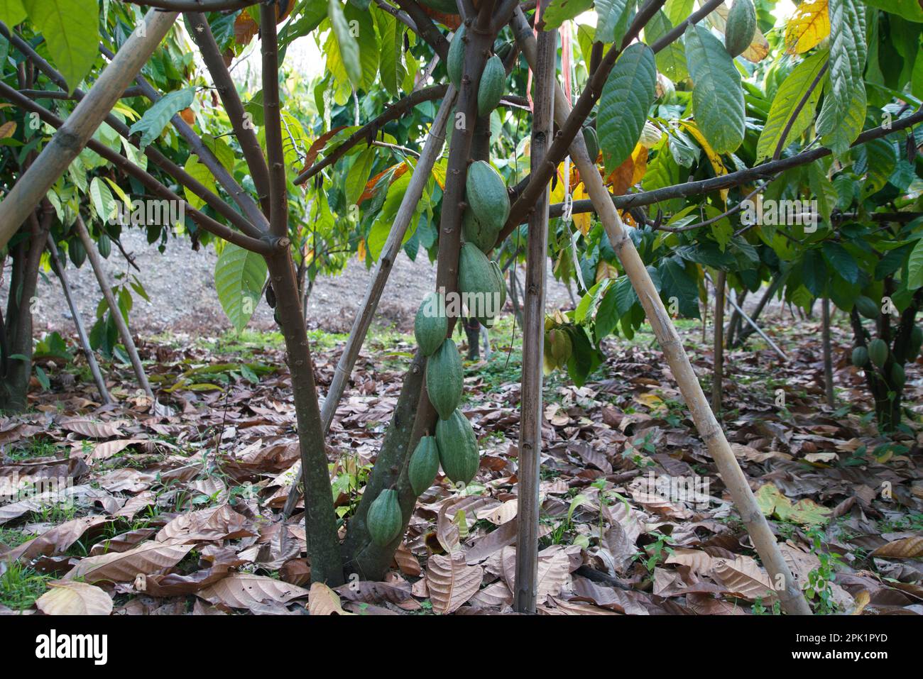 Cocoa plants in nature Background Stock Photo - Alamy