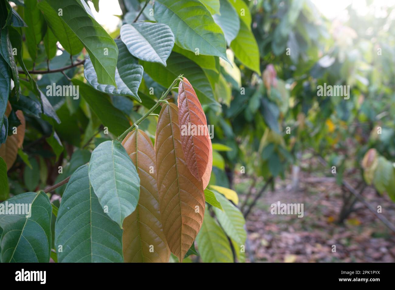 Cocoa plants in nature Background Stock Photo - Alamy