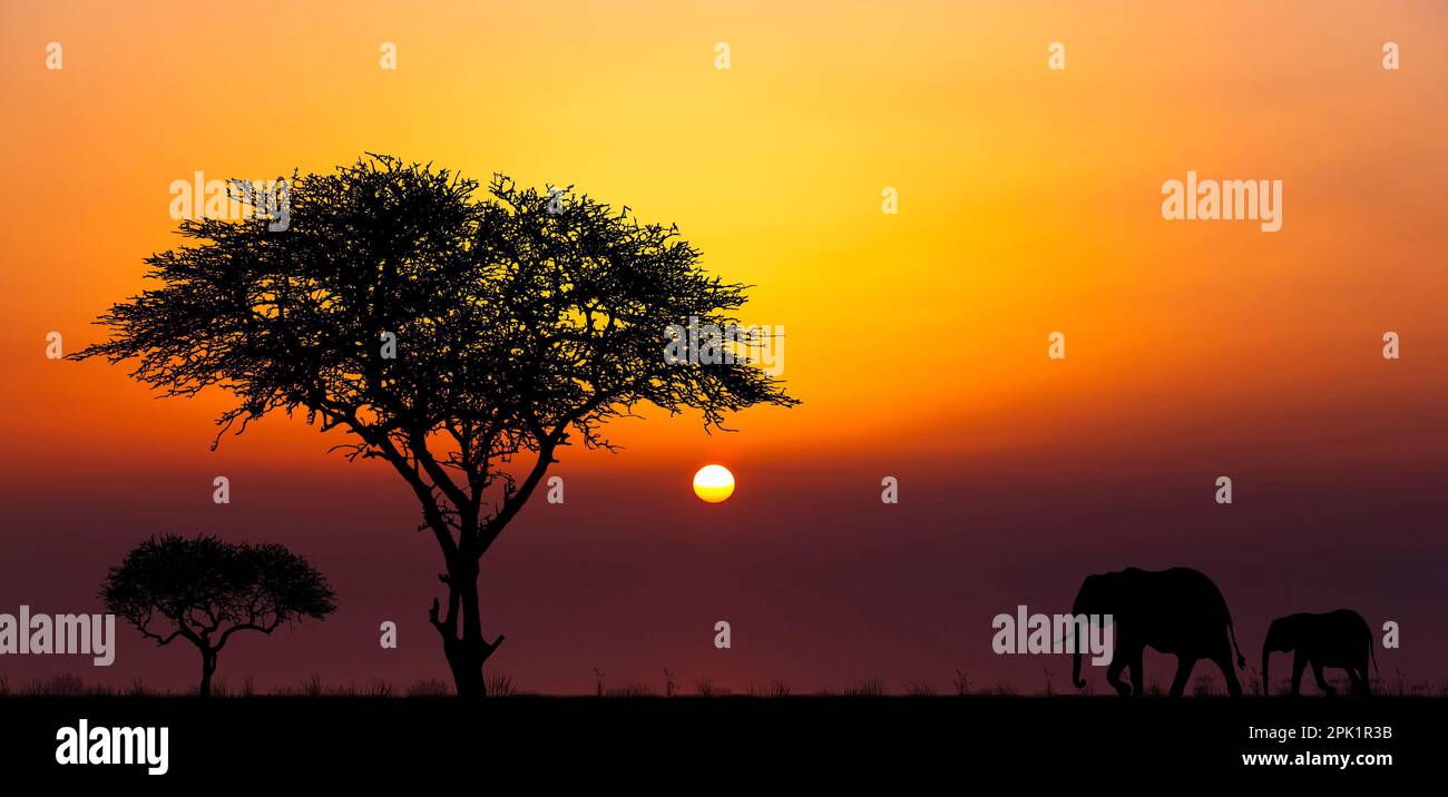 Silhouettes of african wild animals at sunset. Evening in African ...