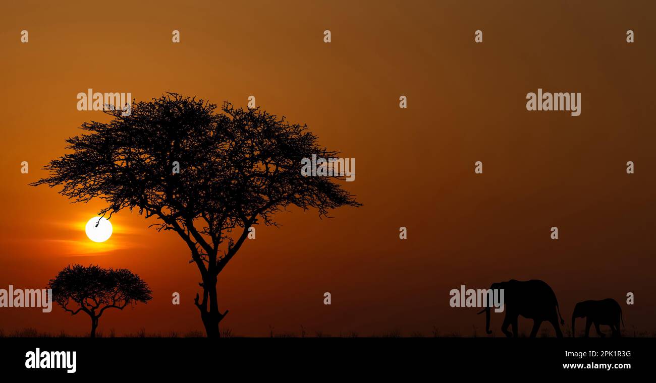 Silhouettes of african wild animals at sunset. Evening in African ...