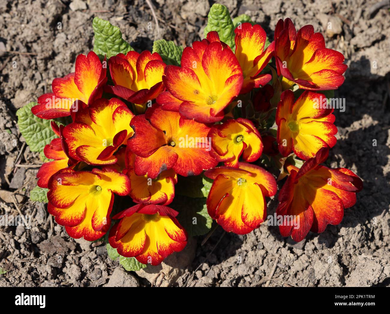 Orange and yellow English Primrose - Latin name - Primula Polyanthus ...