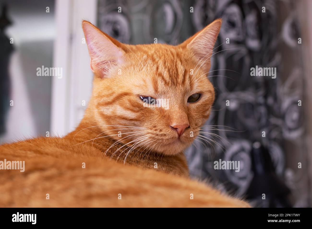 Slumbering animal hi-res stock photography and images - Alamy