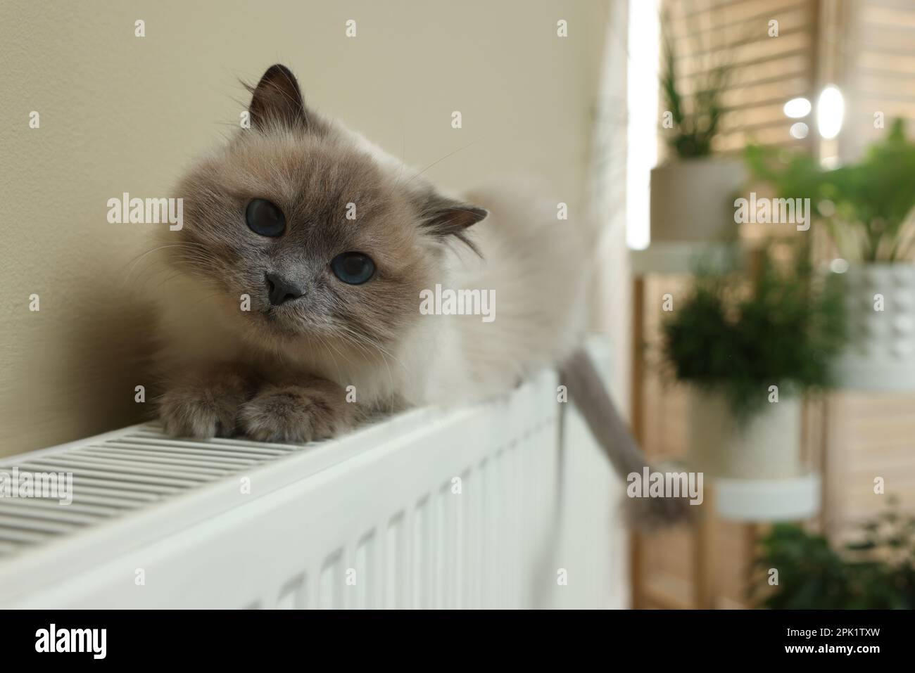 Cute Birman cat on radiator at home Stock Photo - Alamy