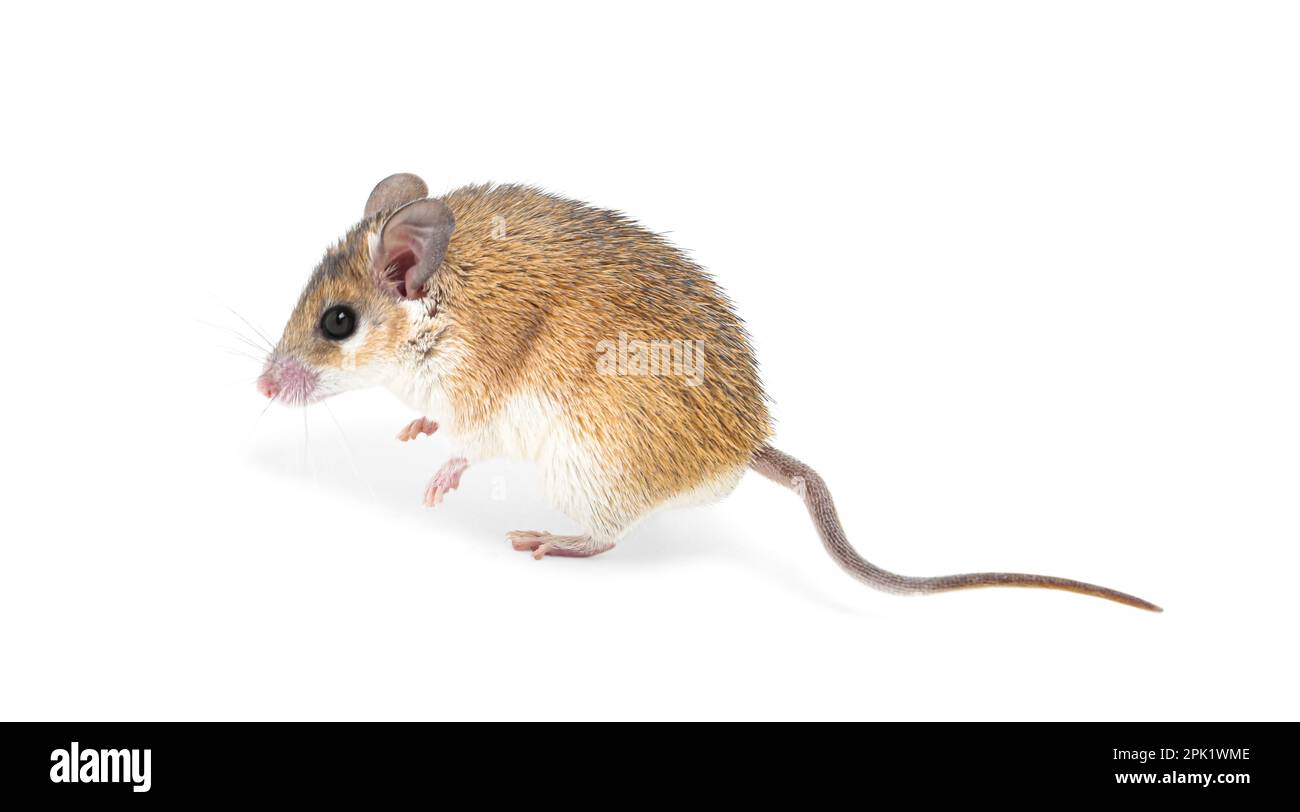 Small cute spiny mouse on white background Stock Photo - Alamy
