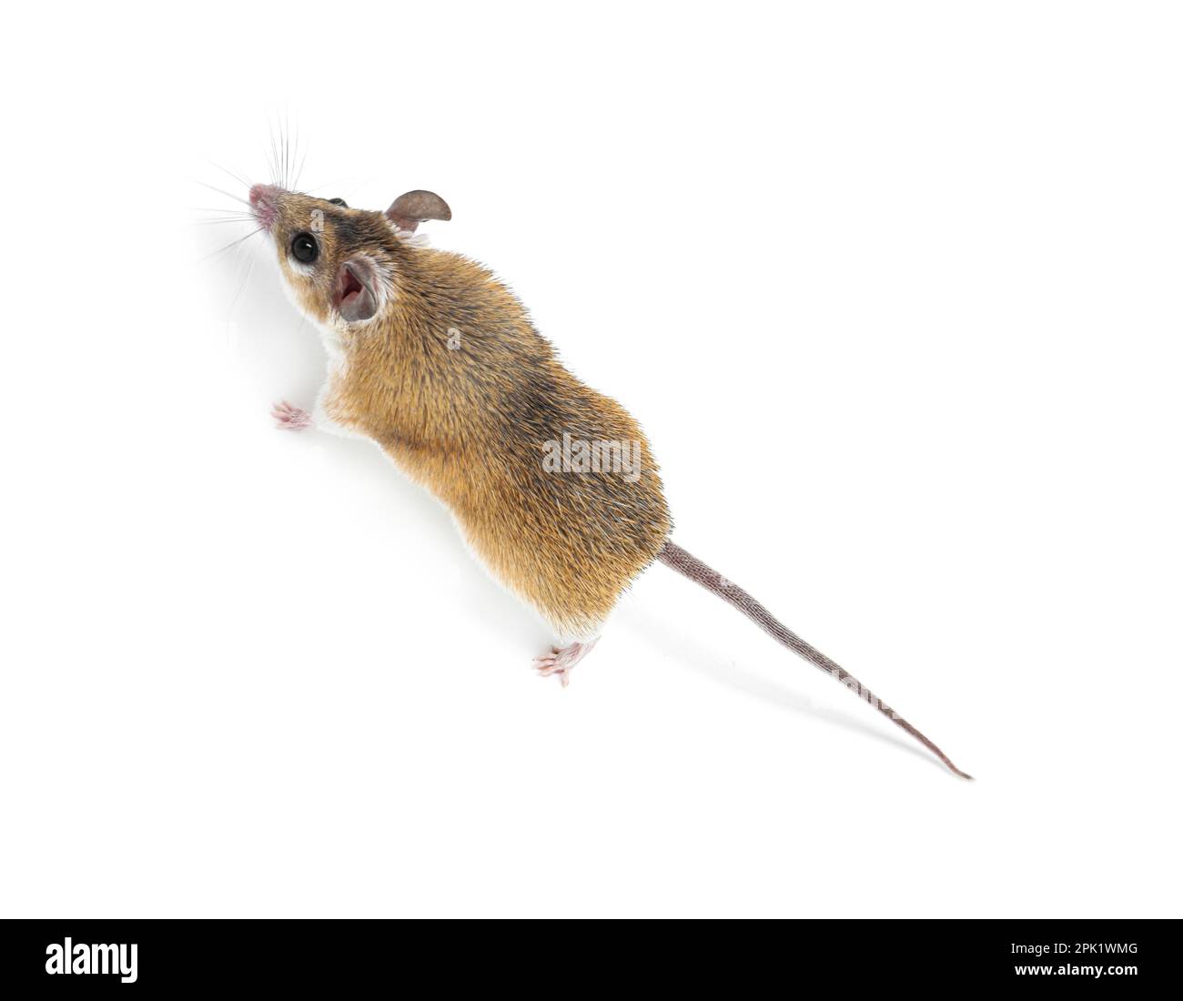 Small cute spiny mouse on white background Stock Photo - Alamy