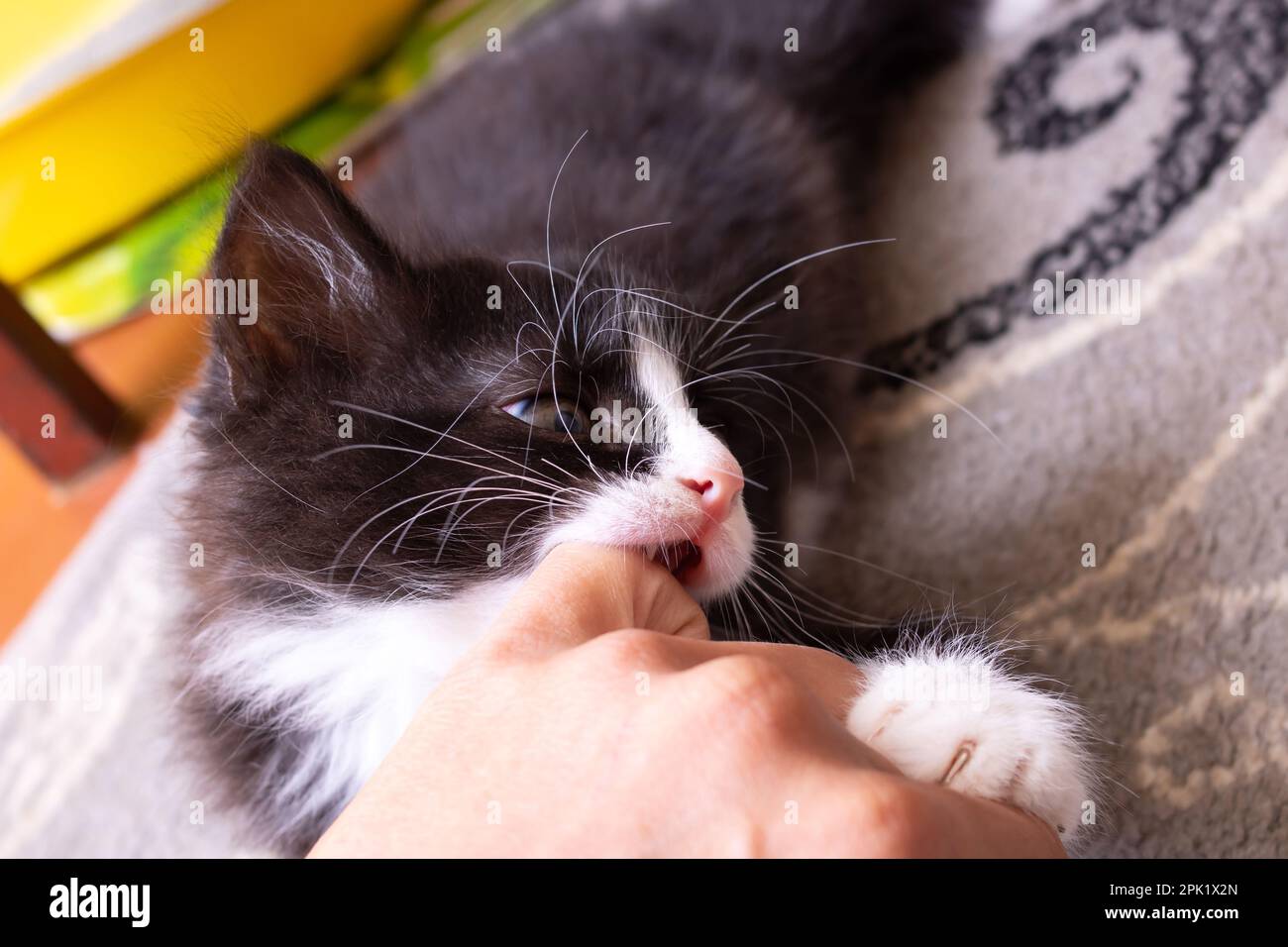 Kitten bites finger hi-res stock photography and images - Alamy