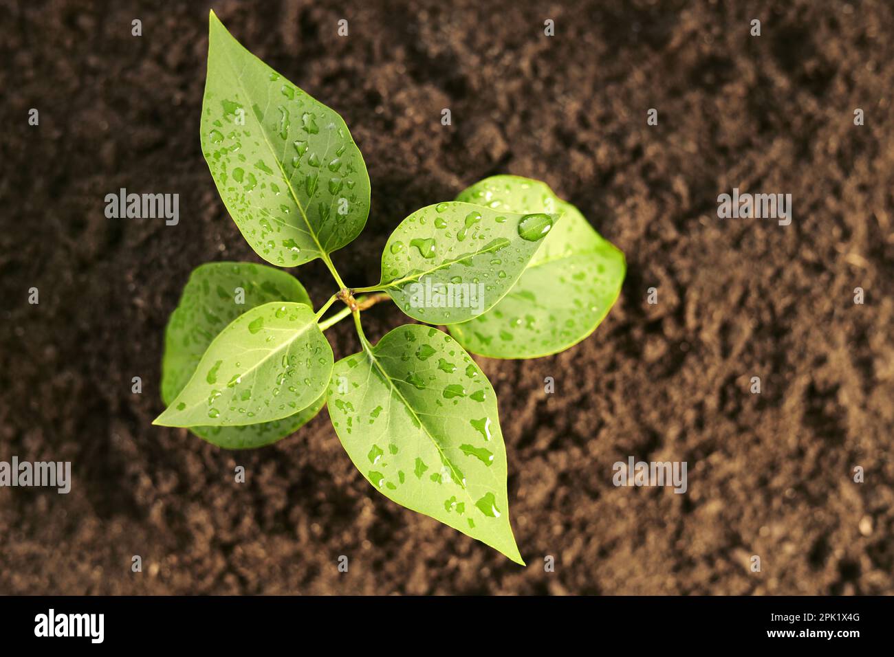Beautiful green seedling in soil outdoors, top view with space for text ...