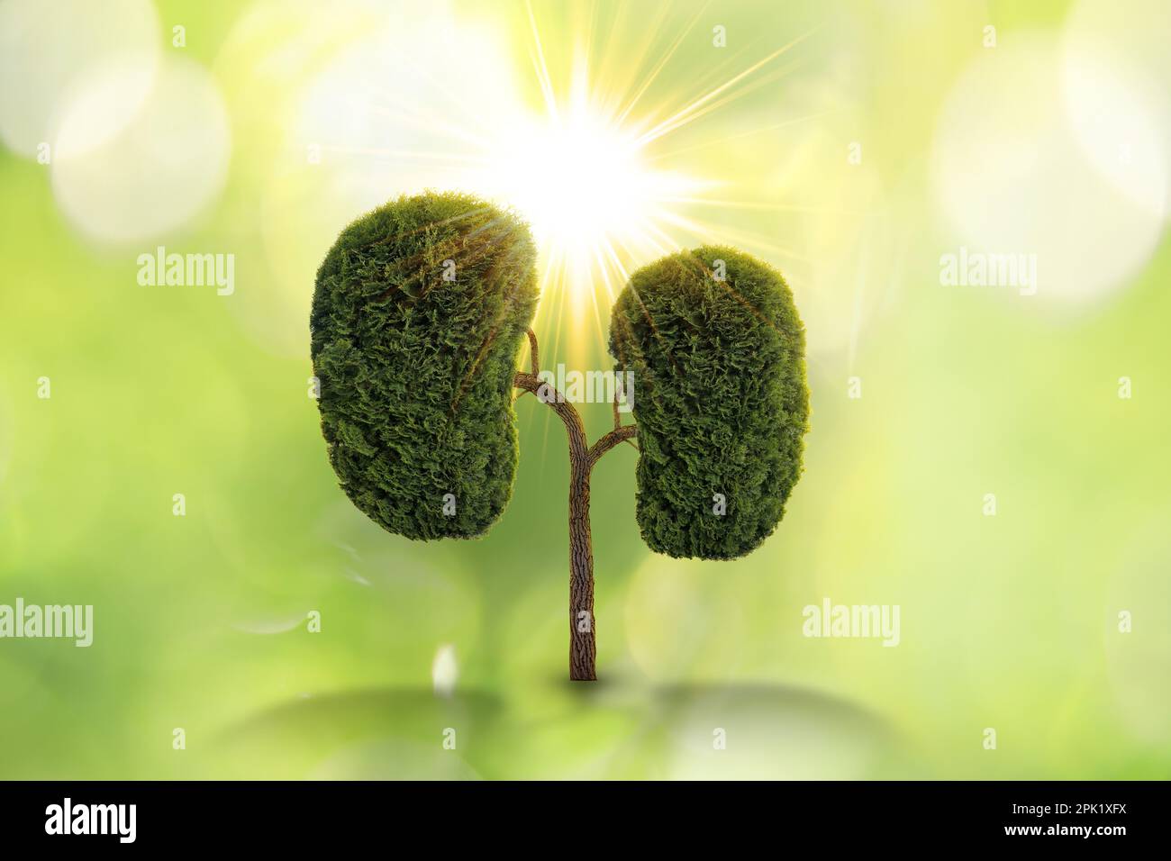 Human kidneys model made of trees with green leaves against blurred ...