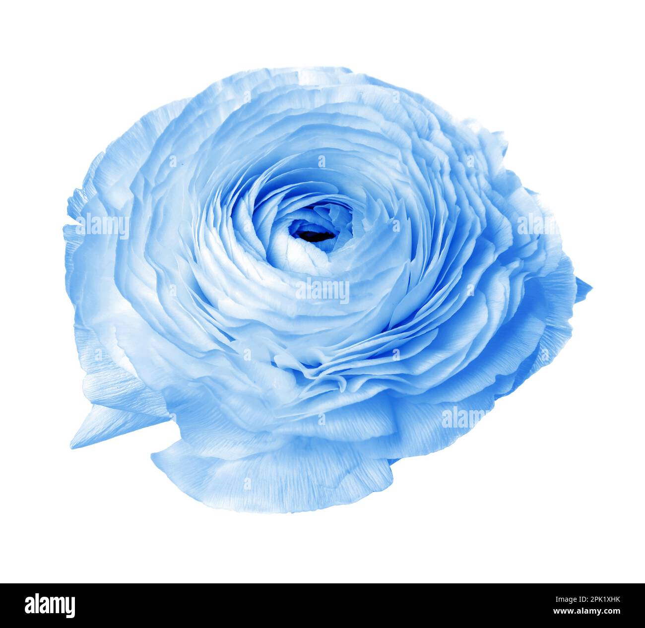 Beautiful light blue ranunculus flower on white background Stock Photo ...