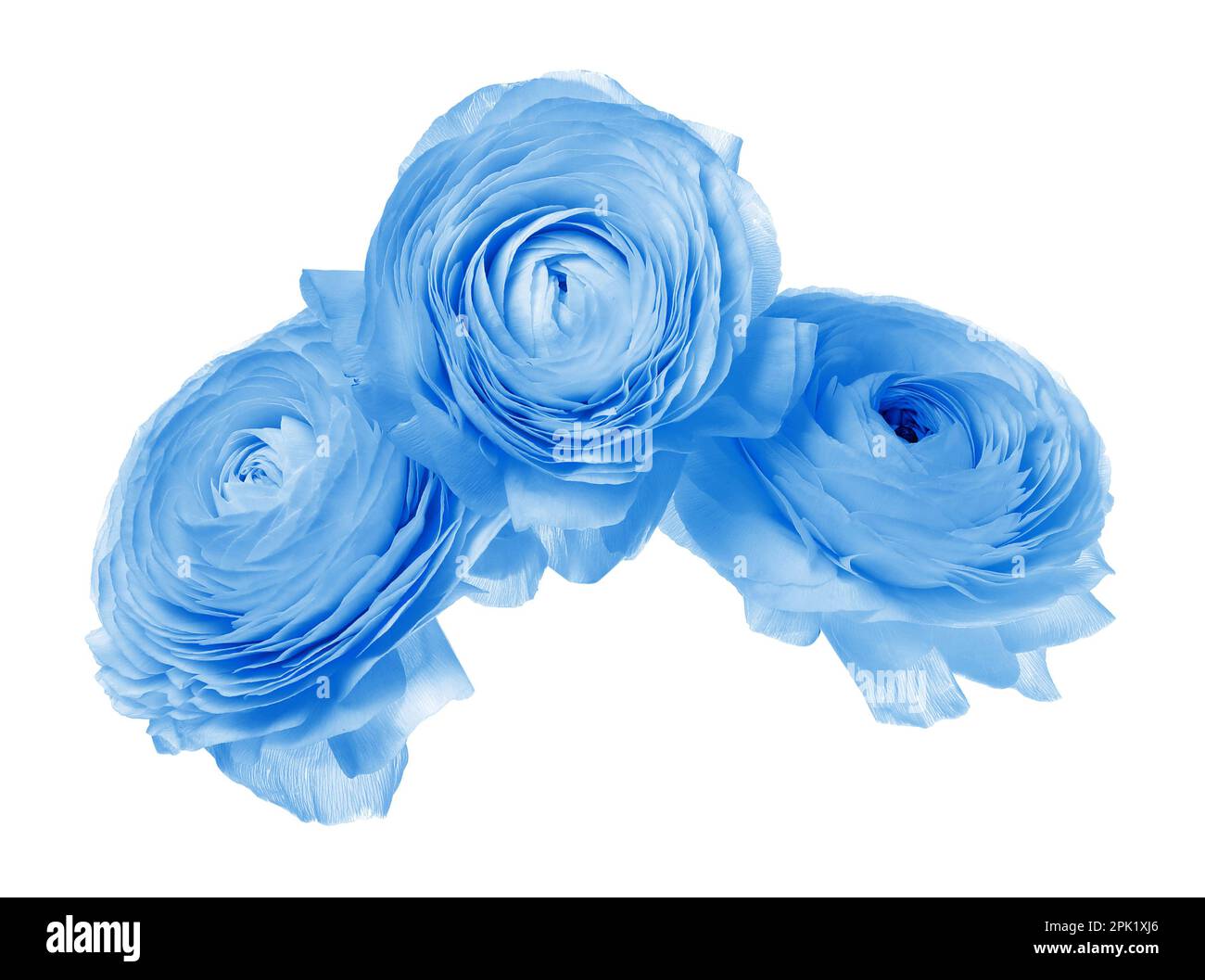 Beautiful light blue ranunculus flowers on white background Stock Photo ...