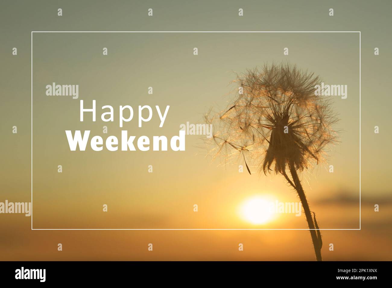 Happy Weekend. Beautiful fluffy dandelion outdoors at sunset Stock ...