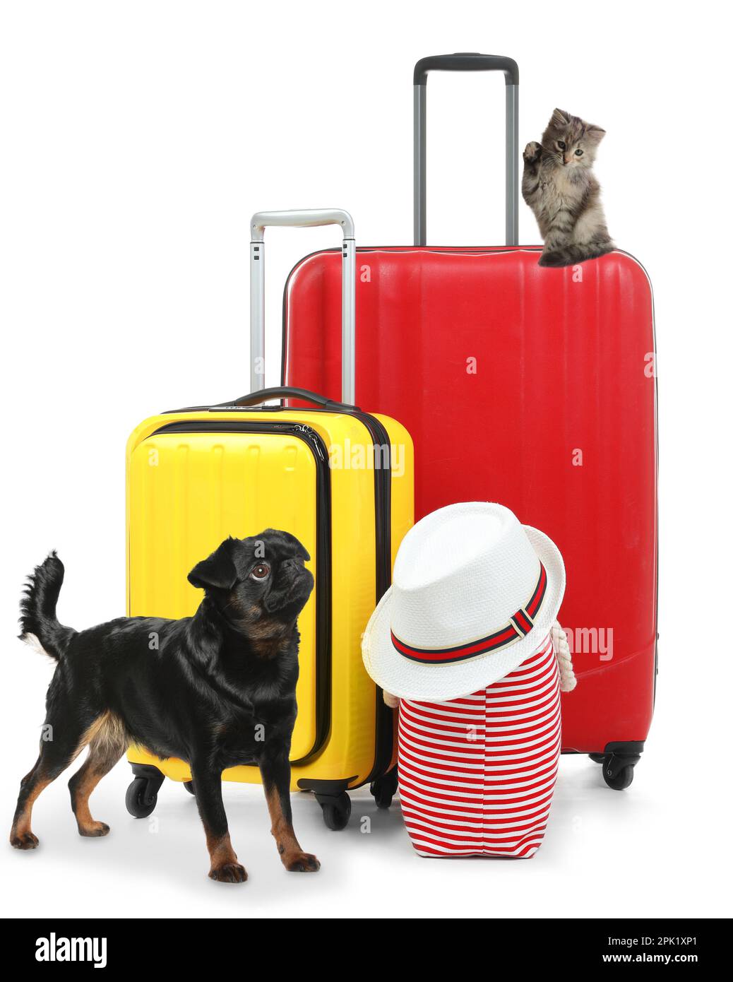 Cute cat and dog with bright suitcases packed for journey on white ...