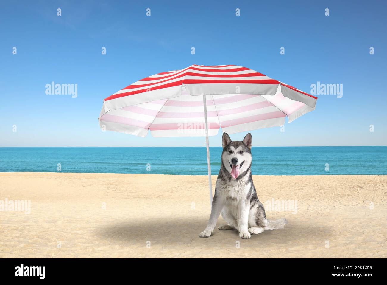 Cute dog under umbrella on sandy beach. Summer vacation with pet Stock ...