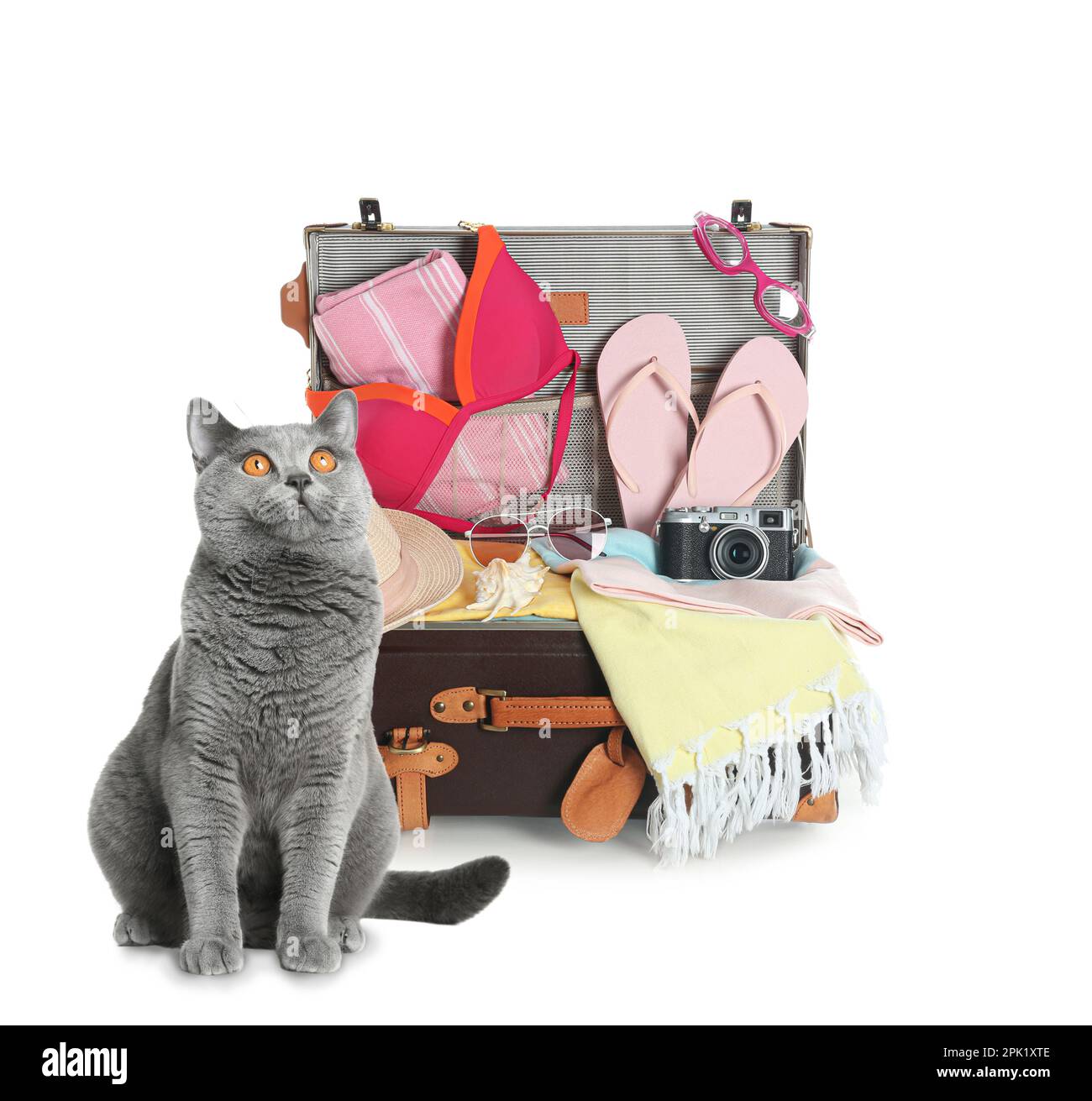 Cute cat and old fashioned suitcase packed for journey on white ...