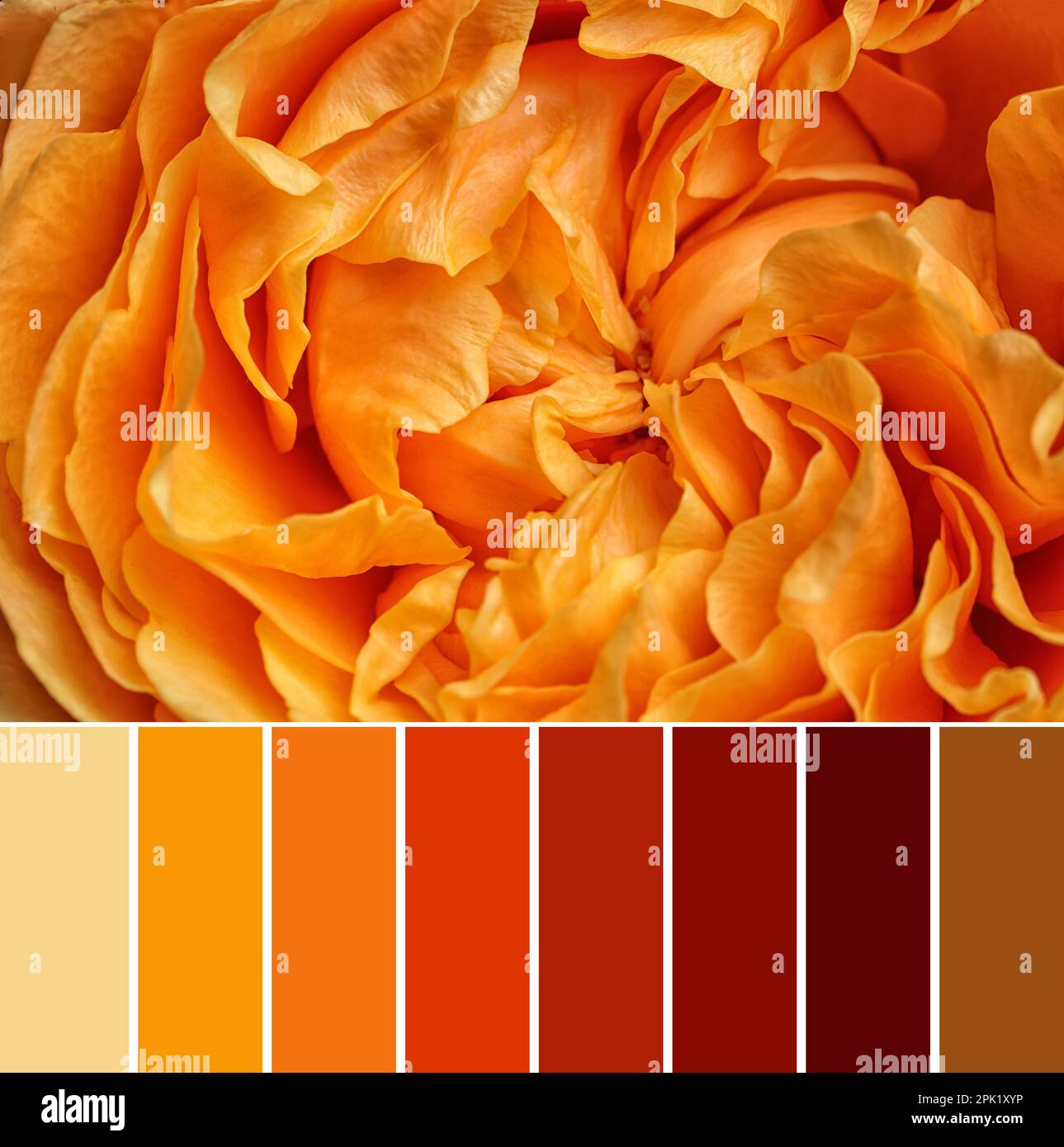 Palette of autumn colors and beautiful flower as background, closeup ...