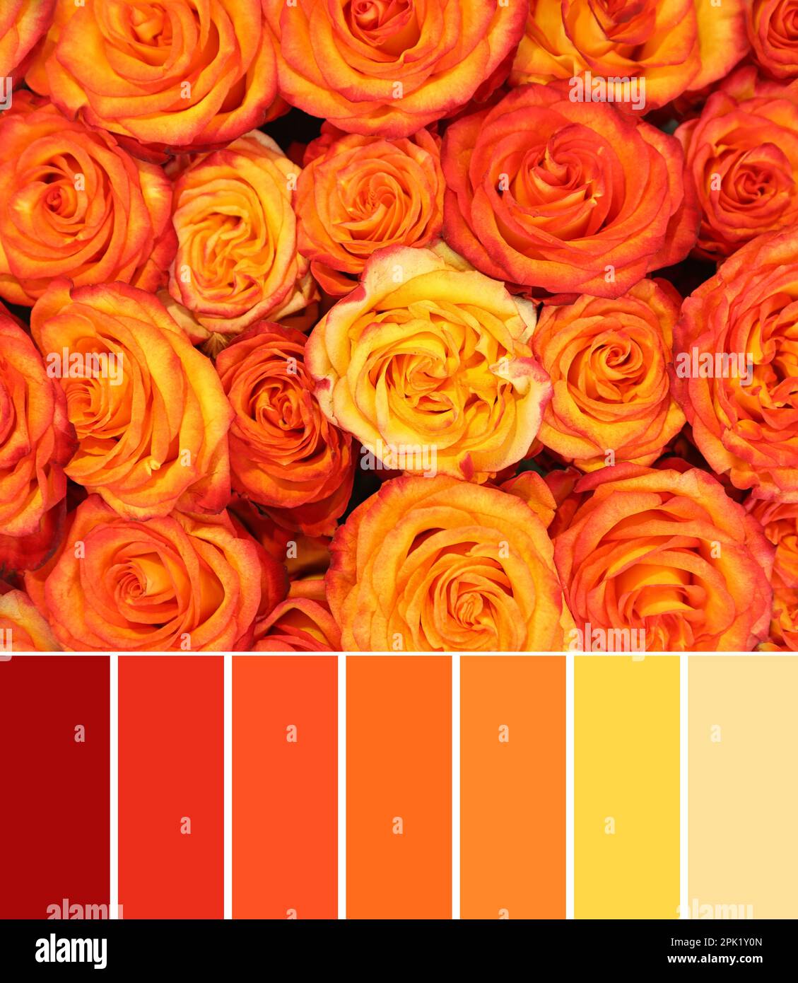 Palette of autumn colors and beautiful bouquet of fresh roses, top view ...