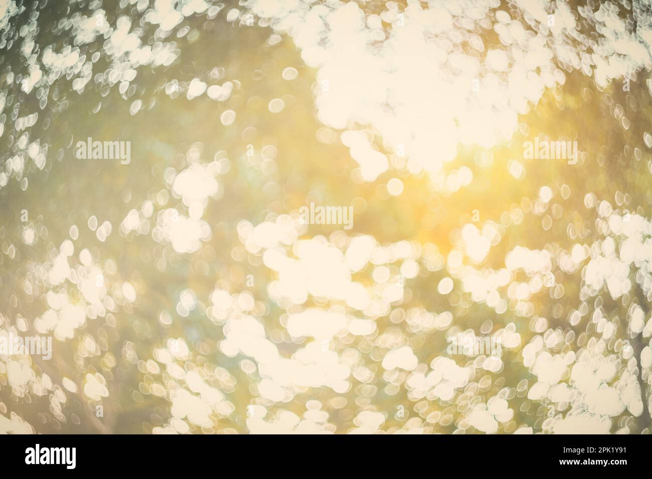 Blur dream like sunshine shade clean morning nature and bokeh ...