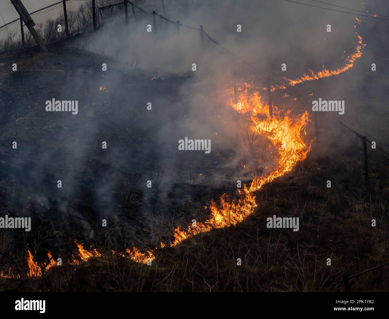 Dry grass burns during drought weather. Natural disaster Stock Photo ...