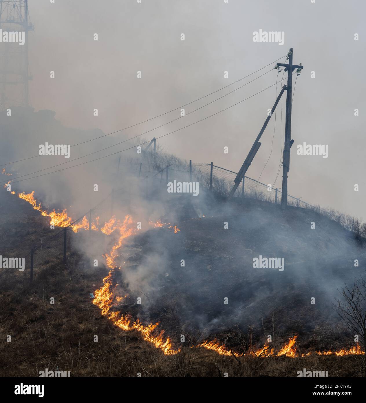Dry grass burns during drought weather. Natural disaster Stock Photo ...