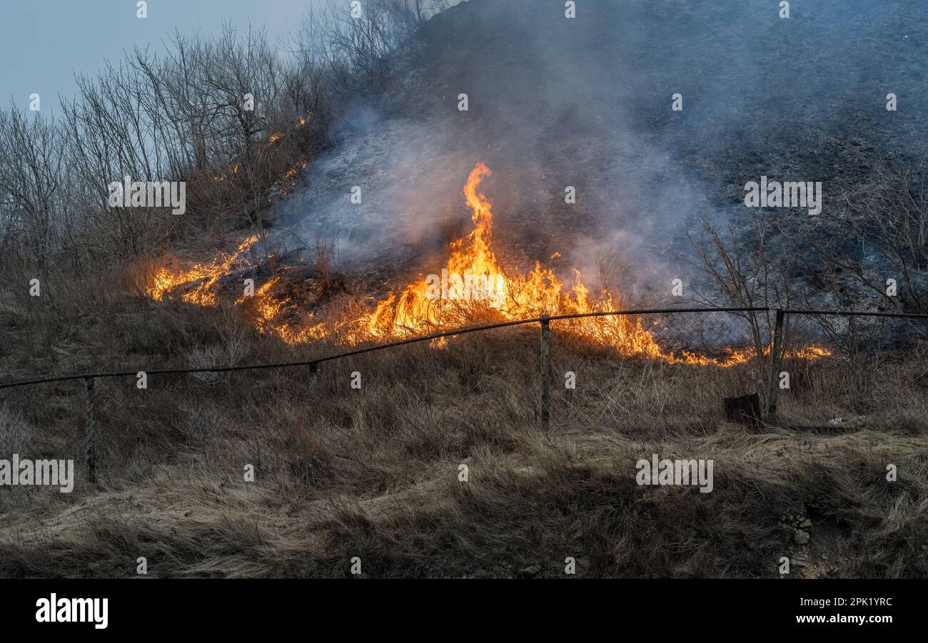 Dry grass burns during drought weather. Natural disaster Stock Photo ...