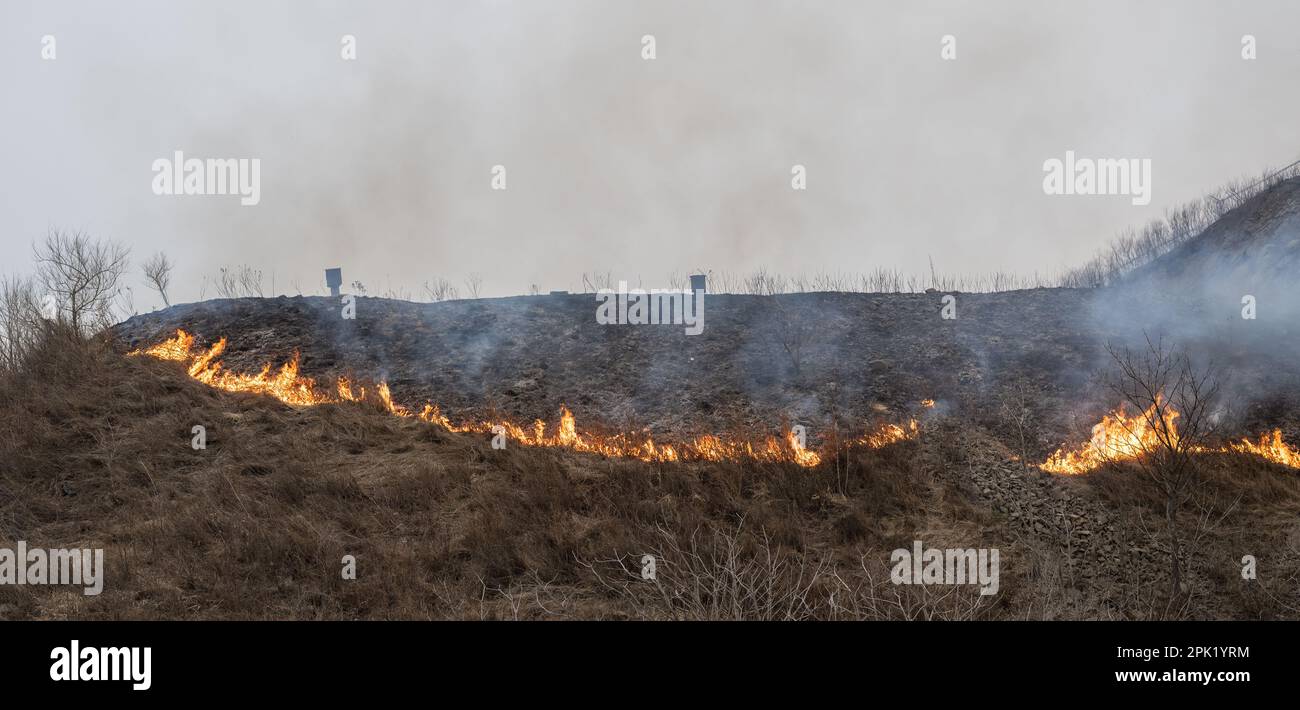 Dry grass burns during drought weather. Natural disaster Stock Photo ...