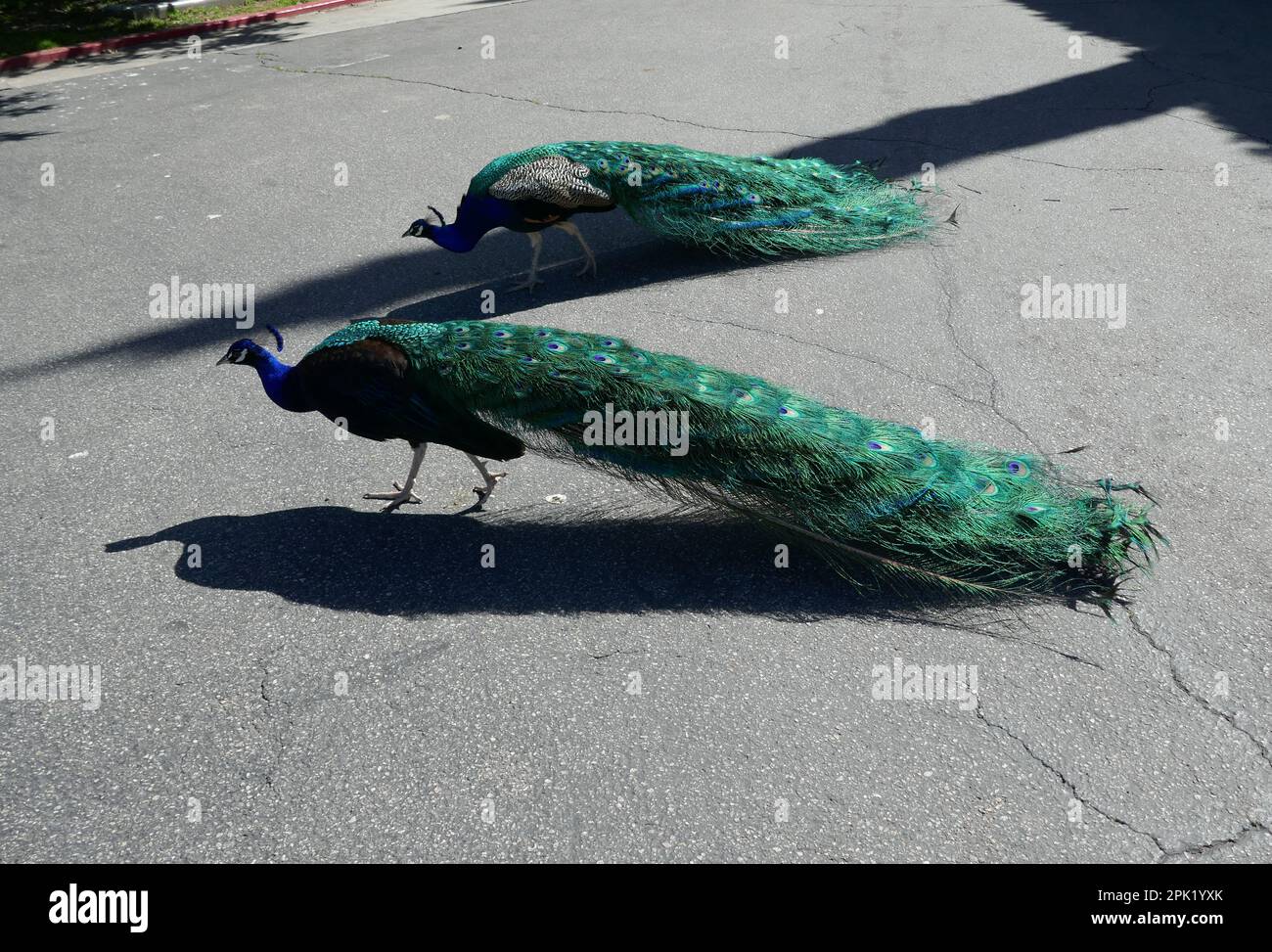Los Angeles, California, USA 4th April 2023 Peacocks at Hollywood ...