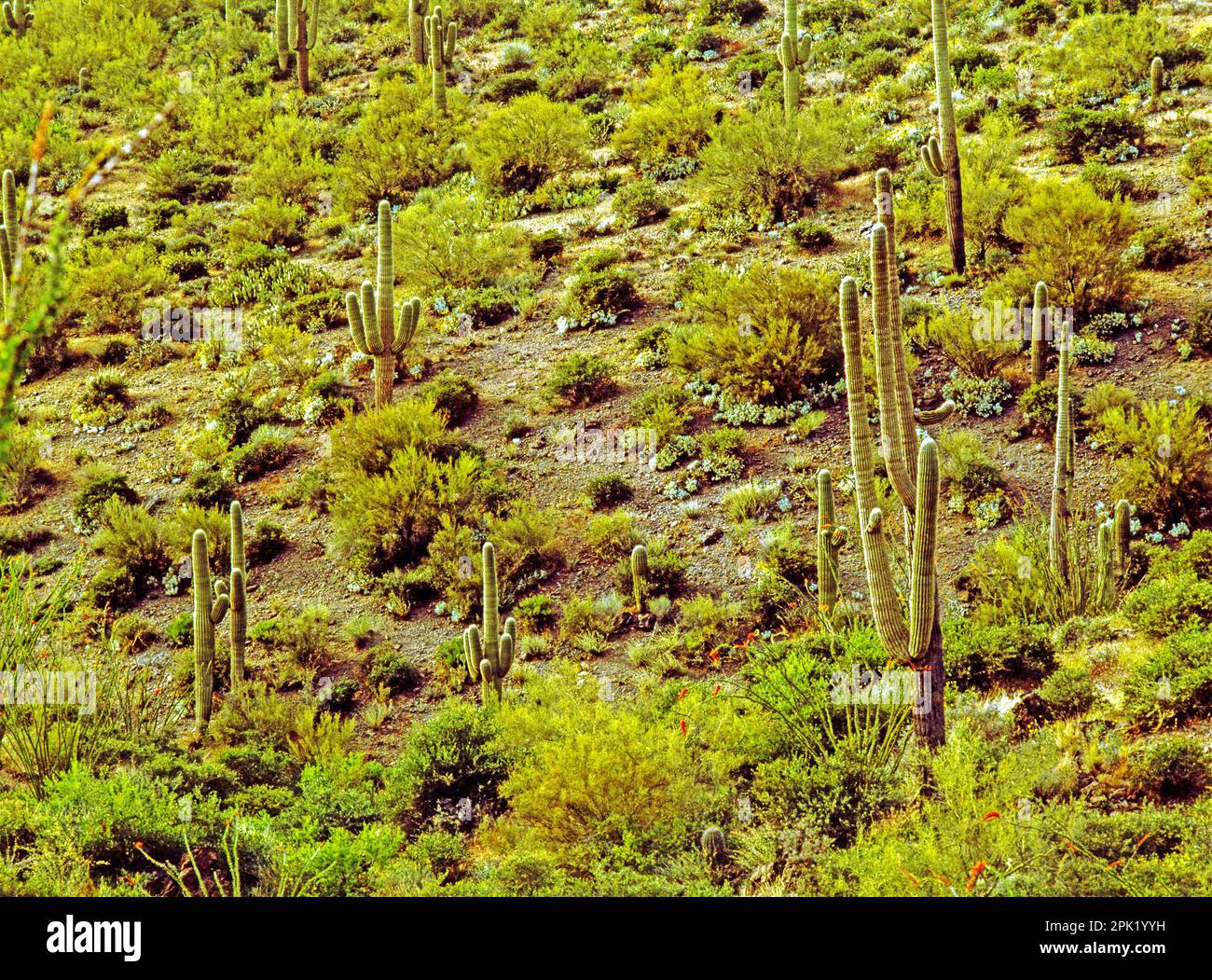 Giant Saguaro Cactus in Arizona desert Stock Photo - Alamy