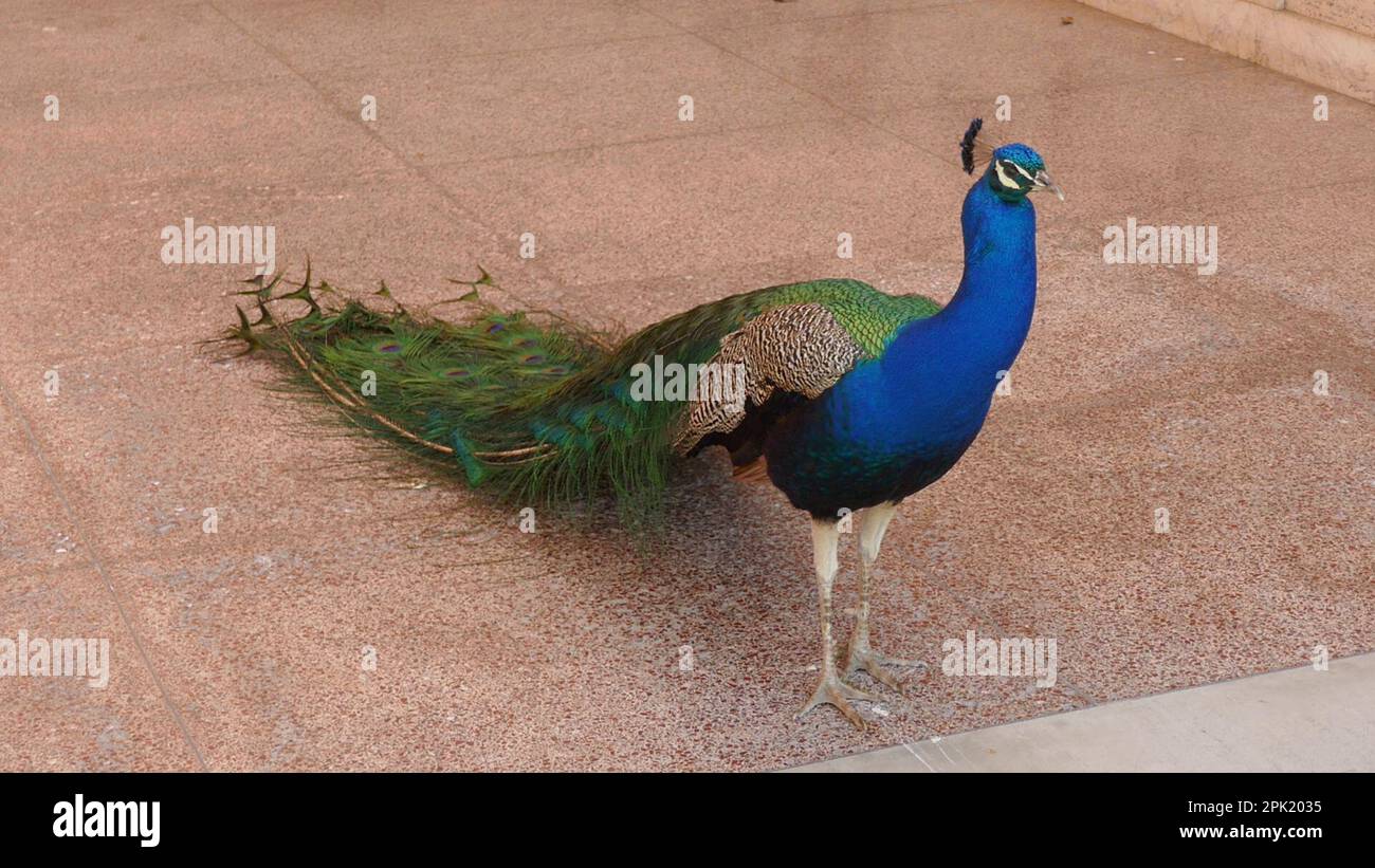 Los Angeles, California, USA 4th April 2023 Peacock at Hollywood ... Los Angeles, California, USA 4th April 2023 Peacock at Hollywood ...