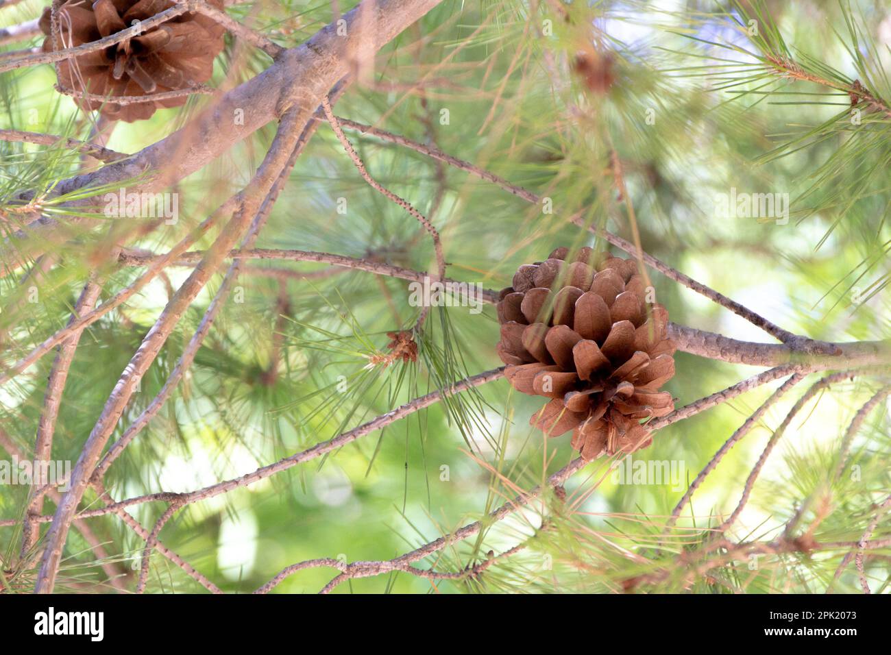 Detailed view of a pine cone attached to a pine tree branch. Great for ...