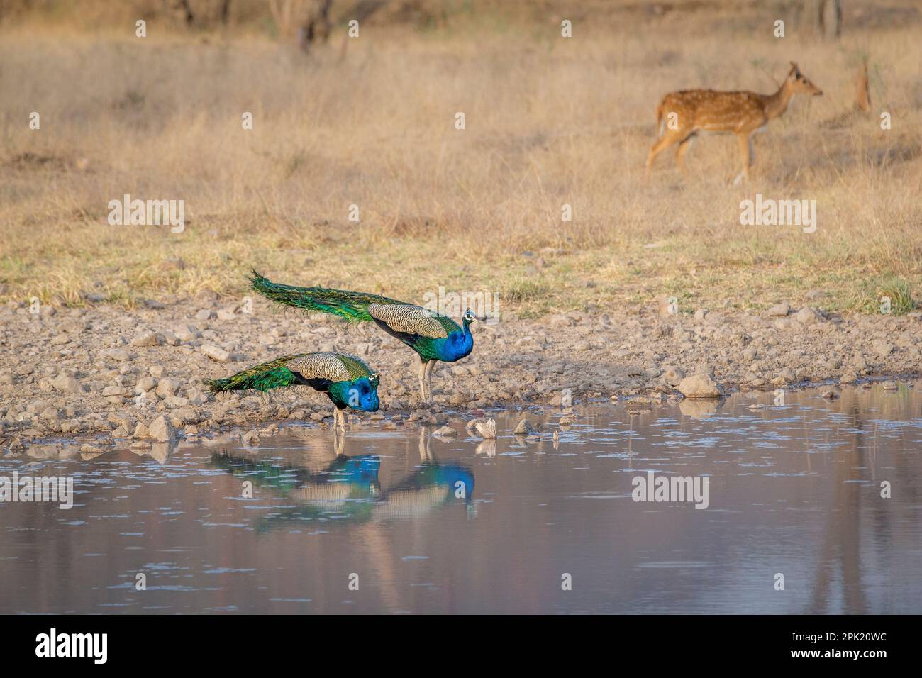 Indian Peacock bird fowl (pavo cristatus) Ranthambore National Park ...