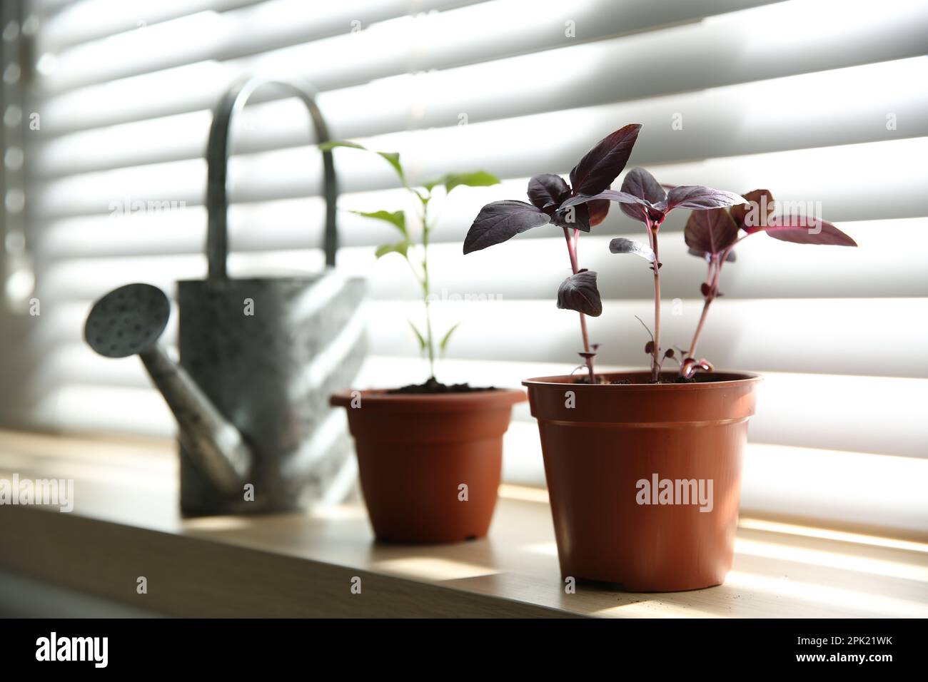 Red basil seedlings in flowerpot on window sill indoors Stock Photo - Alamy