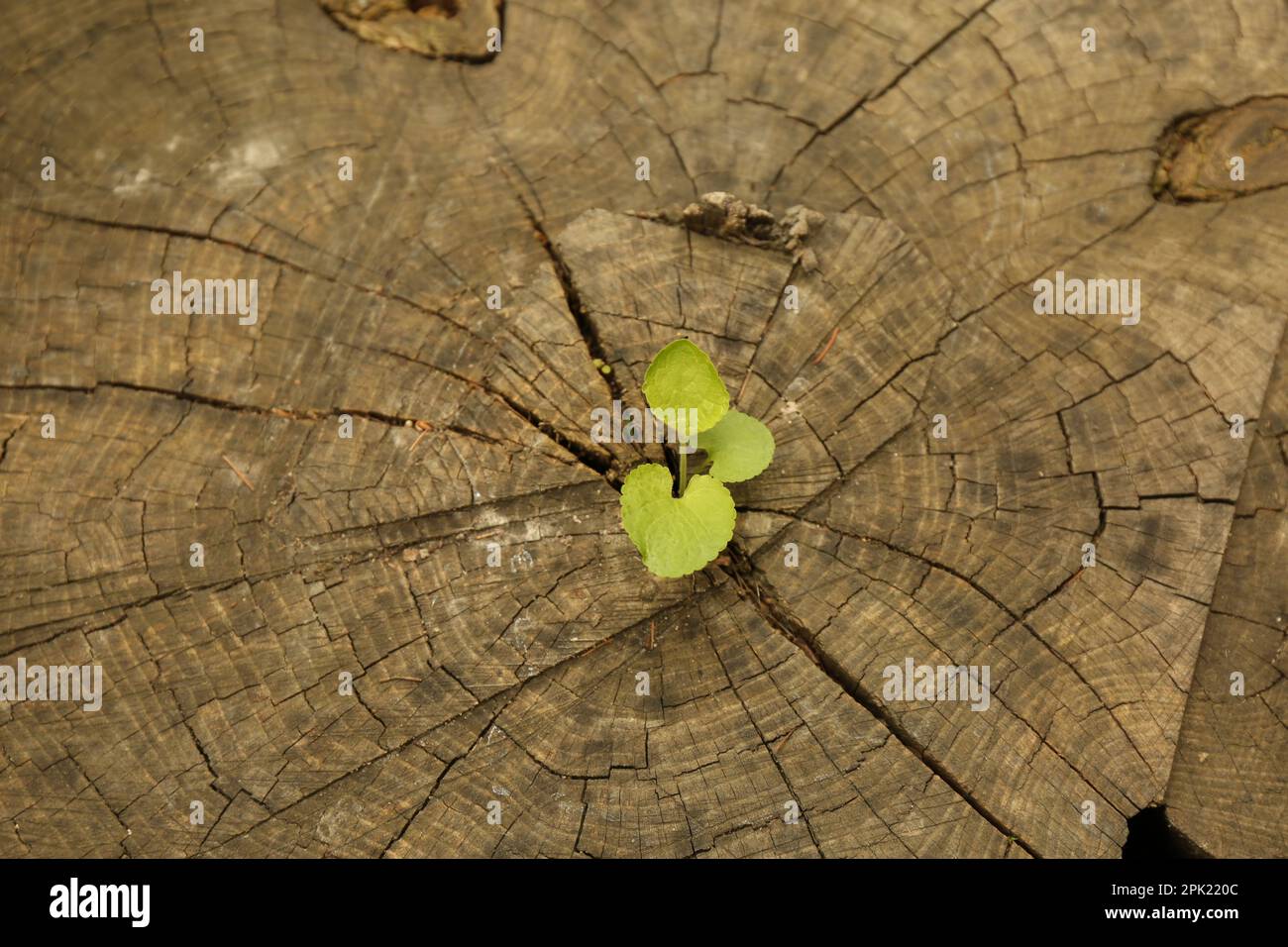 Young seedling growing from tree stump, top view. New life concept ...