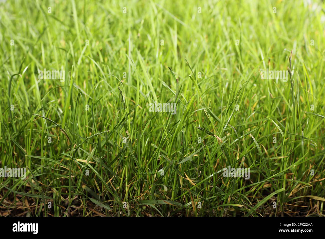 Beautiful lush green grass as background, closeup Stock Photo - Alamy
